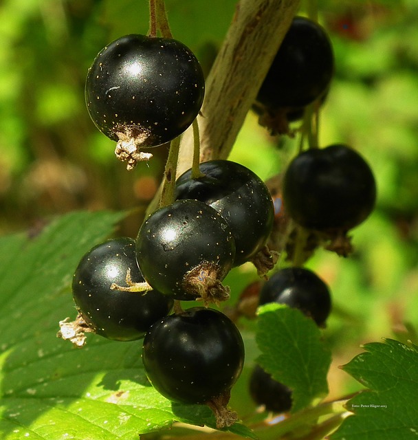 Le Cassis Une Plante Incontournable En Endobiog nie Le Cassis Une Plante Incontournable En Endobiog nie