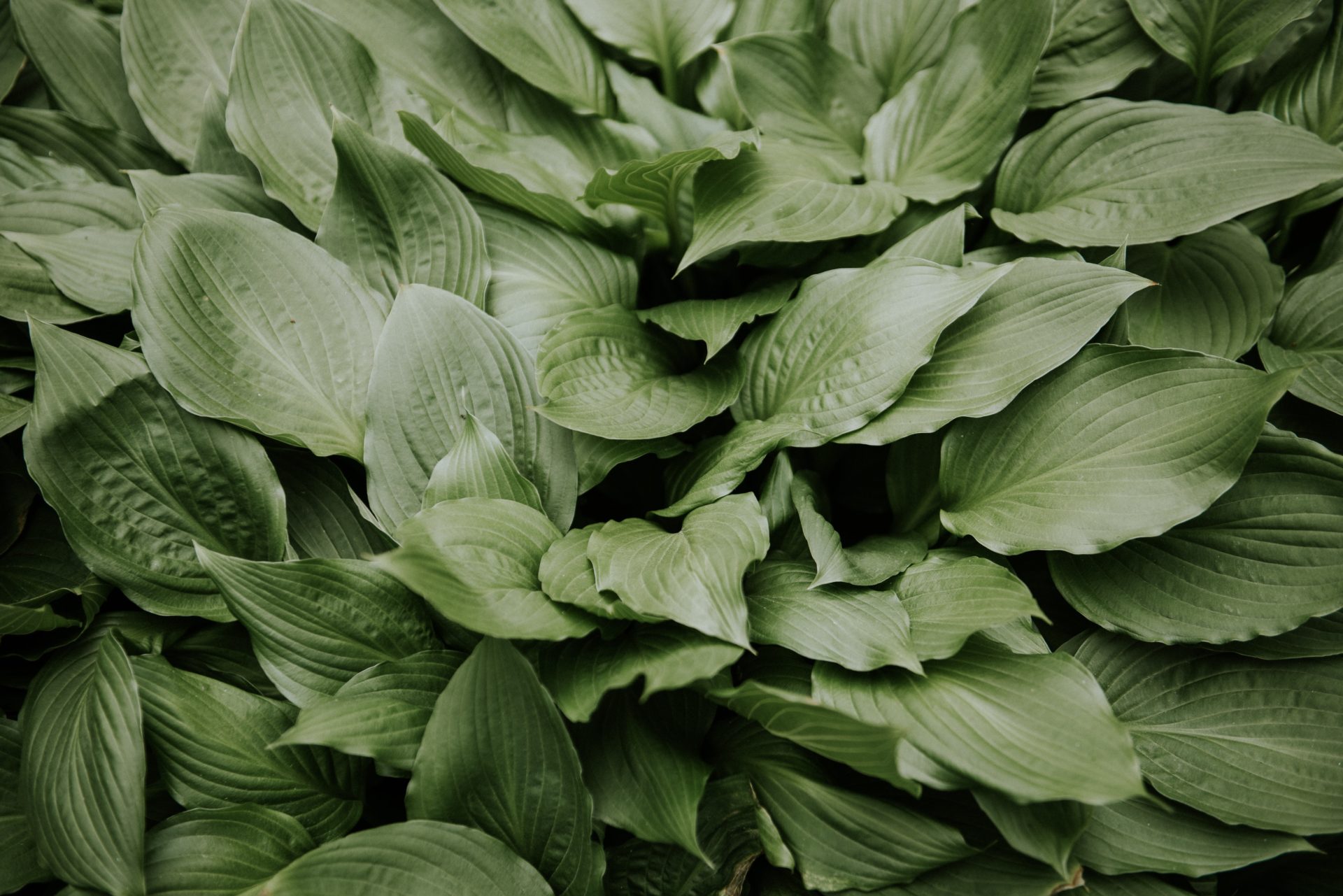 Le plantain, une plante intéressante et méconnue, aux vertus multiples.